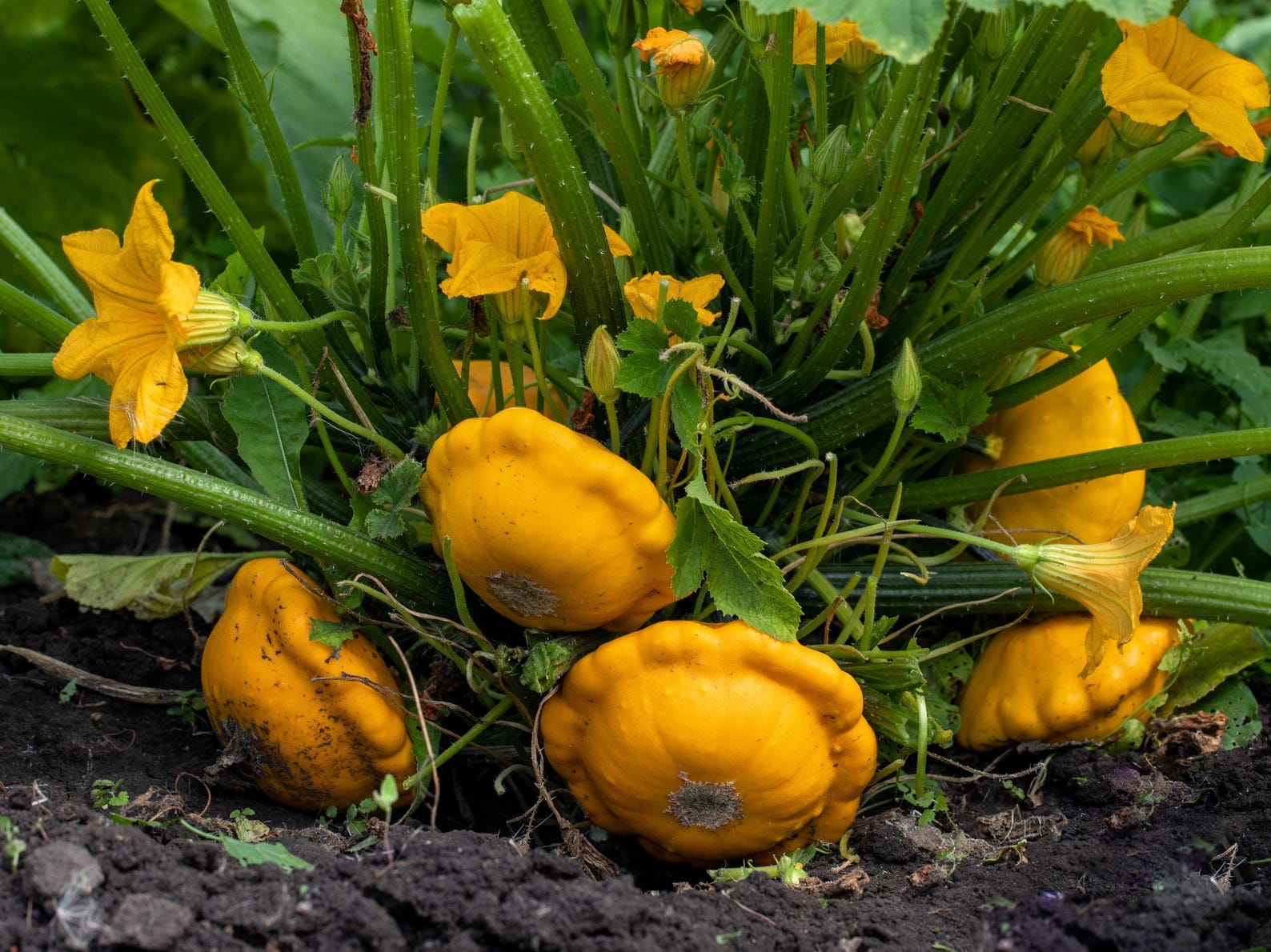 10 Golden YELLOW Bush SCALLOP SQUASH (patty Pan / Paty Pan / Squanter ...