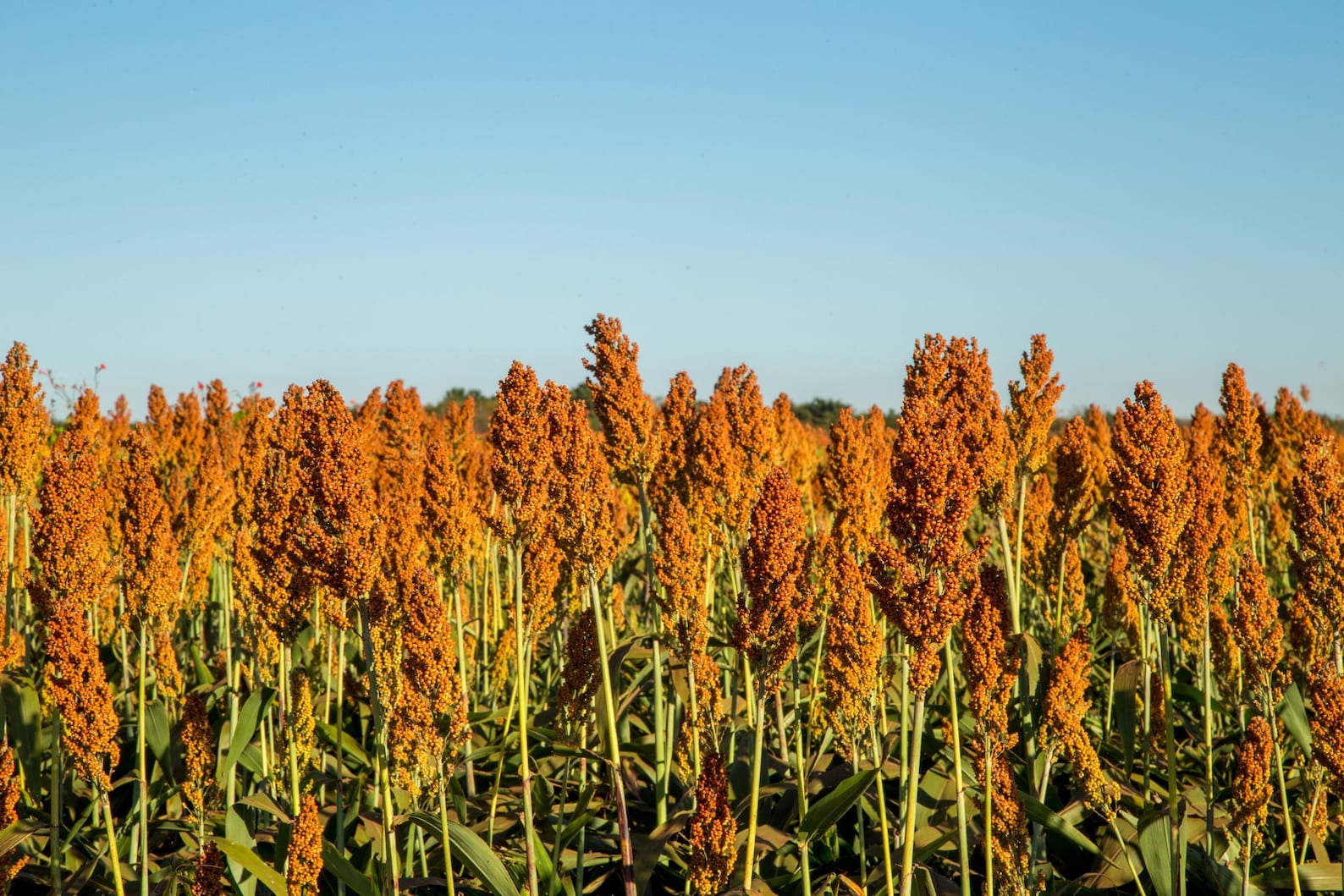 70 SUGAR DRIP SORGHUM Amber Cane Grain Sweet Syrup Vegetable Seeds - Etsy