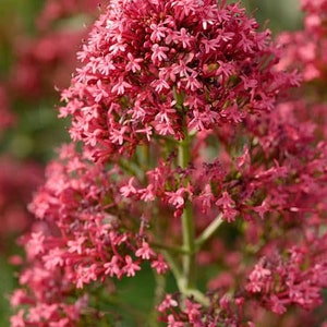 50 RED JUPITER'S BEARD Valerian Keys of Heaven Centranthus Ruber Flower ...