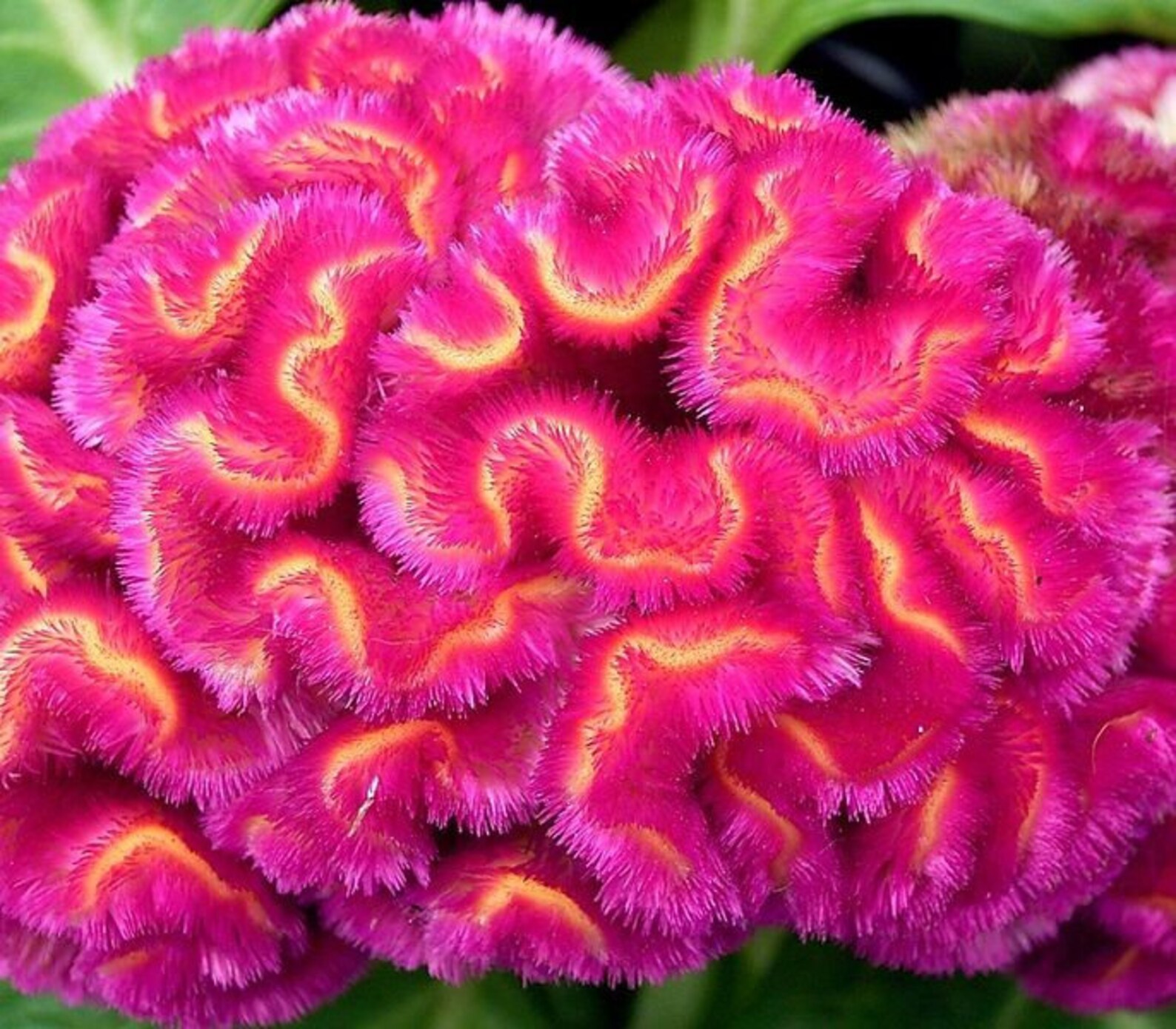 100 CORAL GARDENS Mix CELOSIA Cockscomb Celosia Argentea Cristata ...
