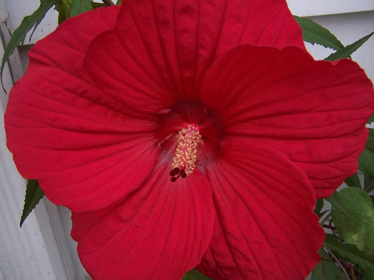 10 Luna RED HARDY HIBISCUS Hibiscus Moscheutos Balhibred - Etsy