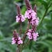 1000 Pink VERVAIN Verbena Hastata Rosea Flower Seeds | Etsy