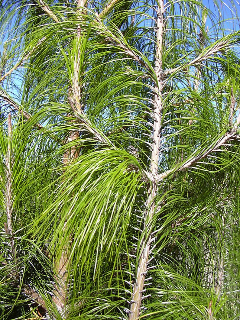 30 Mexican WEEPING PINE TREE Evergreen Pinus Patula Seeds | Etsy