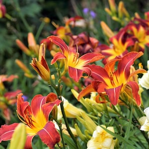 10 MIXED COLORS DAYLILY Hemerocallis Day Lily Fine Mix Red Purple ...