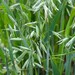 250 Certified ARMOR OAT Oats Avena Sativa Cereal Grain Cover Crop Seeds ...