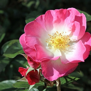 25 SWEET BRIAR ROSE Multiple Shades of Pink Eglantine Rose Rosa ...