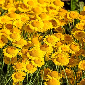 250 GOLDEN MARGUERITE DAISY Dyer's Yellow Chamomile Anthemis Tinctoria ...