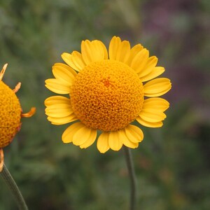 250 GOLDEN MARGUERITE DAISY Dyer's Yellow Chamomile Anthemis Tinctoria ...