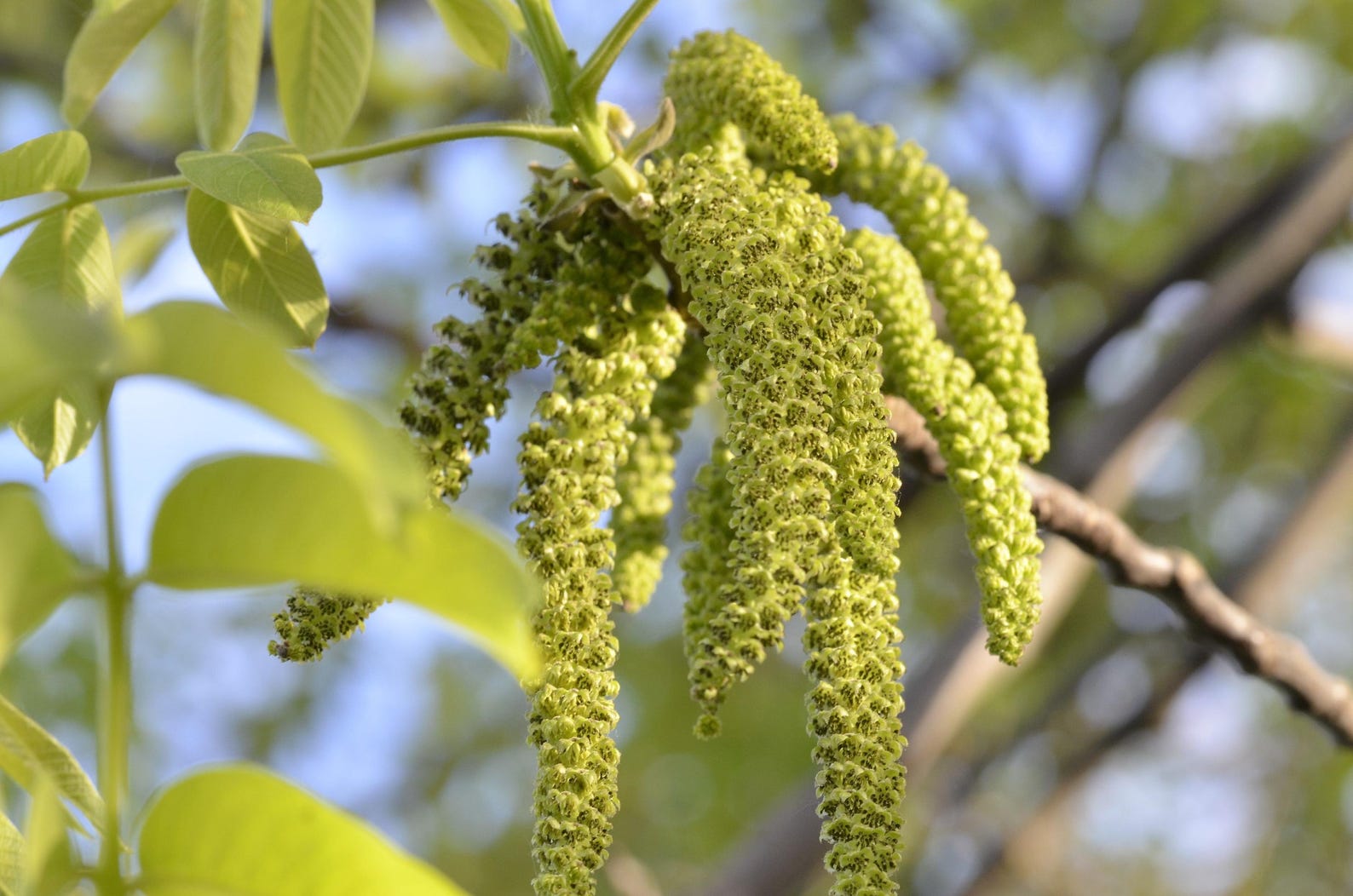 5 ENGLISH WALNUT Aka Common, Hardy Carpathian, Persian Nut Fruit Tree ...