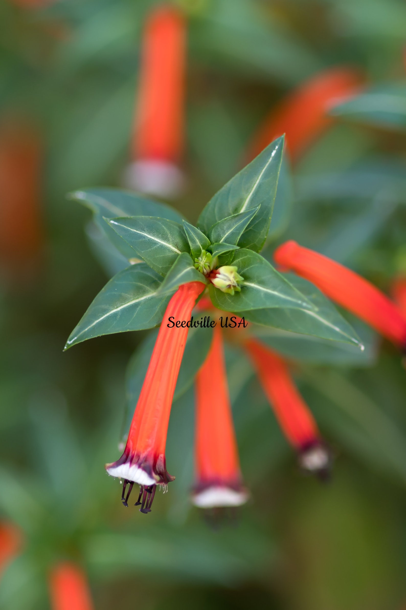 10 Red CIGAR PLANT Mexican Firecracker Cuphea Ignea - Etsy