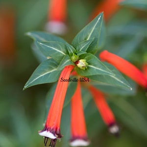 10 Red CIGAR PLANT Mexican Firecracker Cuphea Ignea - Etsy