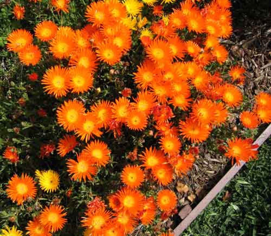 100 Gelato ORANGE ICE PLANT Mesembryanthemum Livingstone Daisy - Etsy