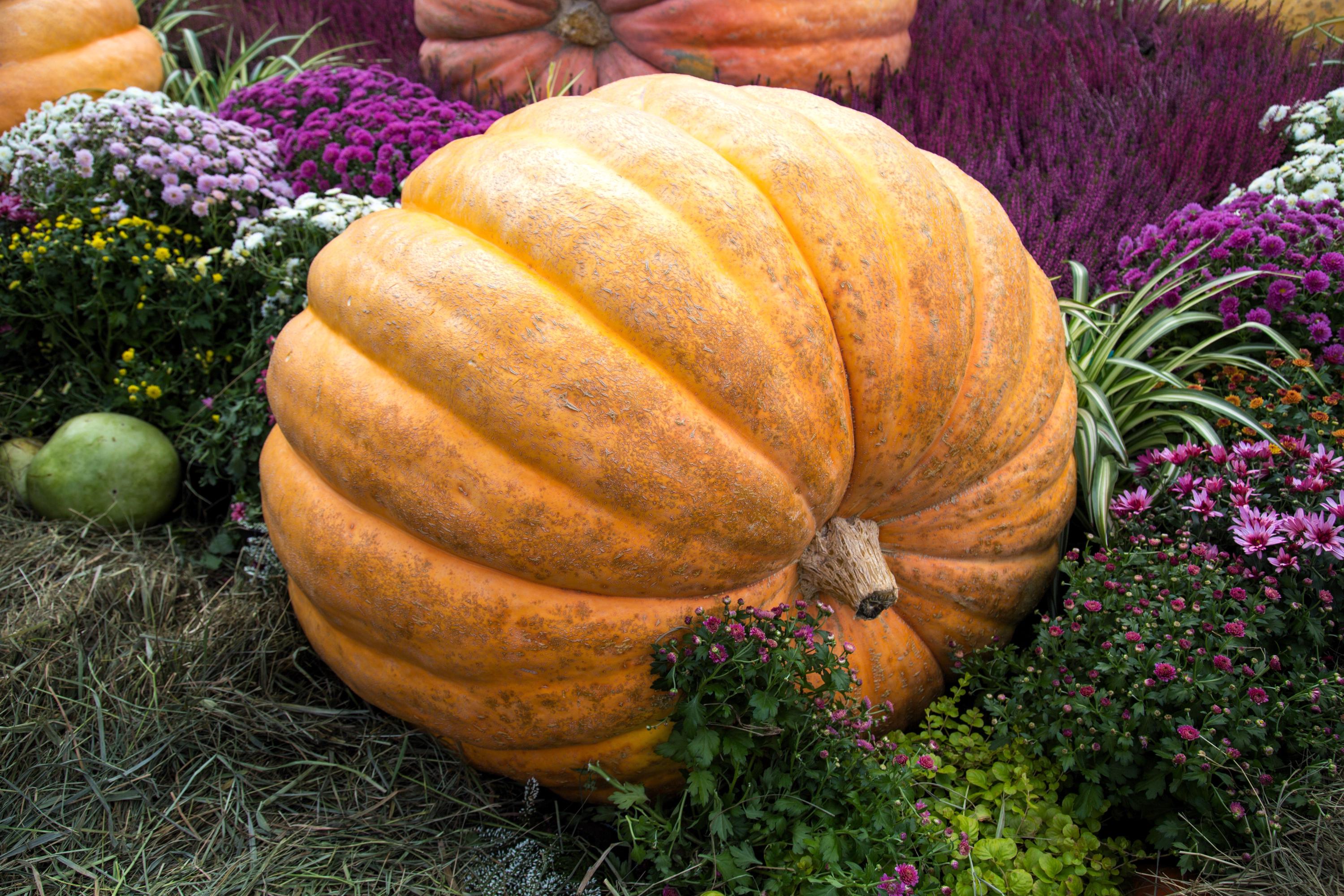 10 Dill's ATLANTIC GIANT PUMPKIN up to 2000 Lb Cucurbita Vegetable ...
