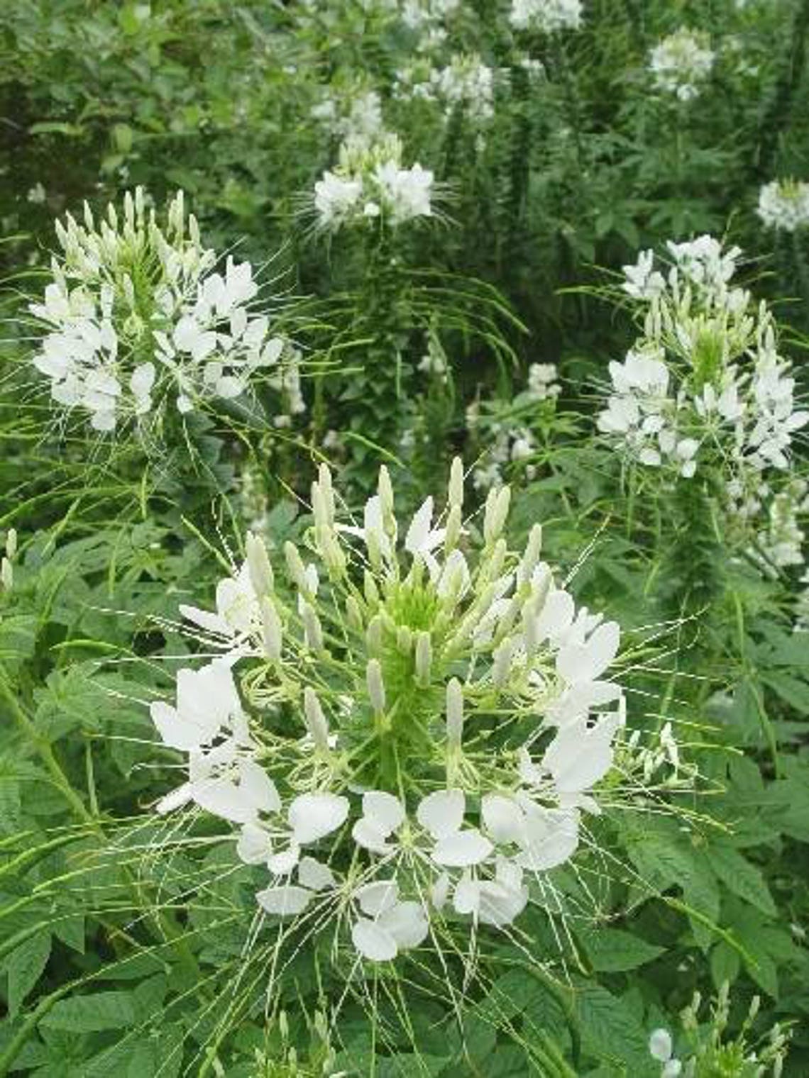 200 WHITE QUEEN CLEOME spider Flower Cleome Hassleriana - Etsy