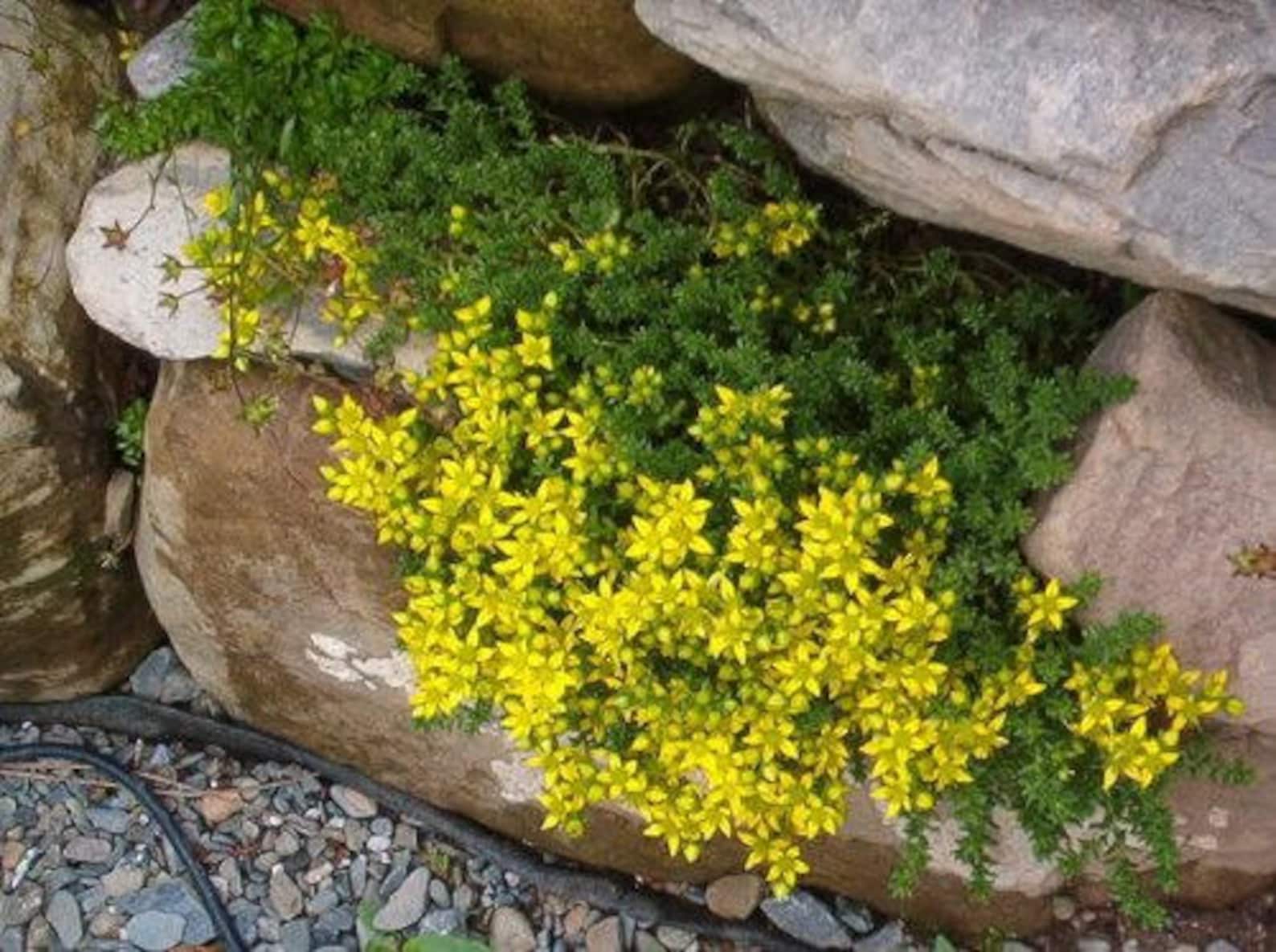 200 GOLDEN CARPET SEDUM Acre Gold Moss Stonecrop Flower Seeds - Etsy