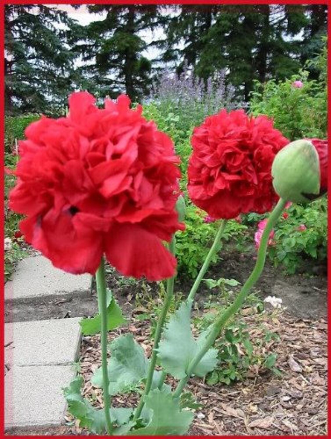 100 Giant Double RED PEONY POPPY Papaver Peoniflorum Flower - Etsy