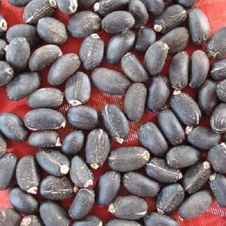 5 PHYSIC NUT Barbados Purging JATROPHA Curcas Tree Seeds - Etsy