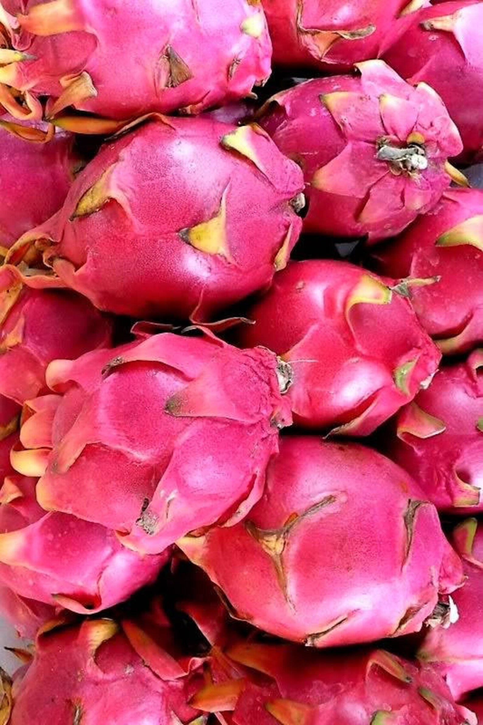 20 PURPLE DRAGON FRUIT pitaya / Pitahaya / Strawberry Pear Hylocereus ...