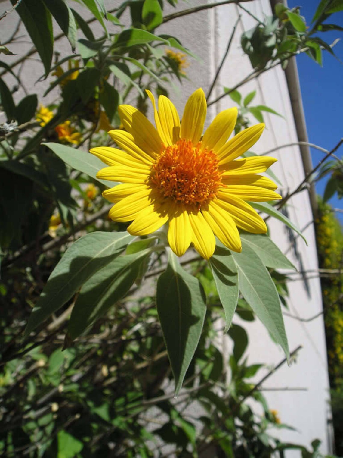 25 YELLOW Torch MEXICAN SUNFLOWER Tithonia Speciosa Flower | Etsy