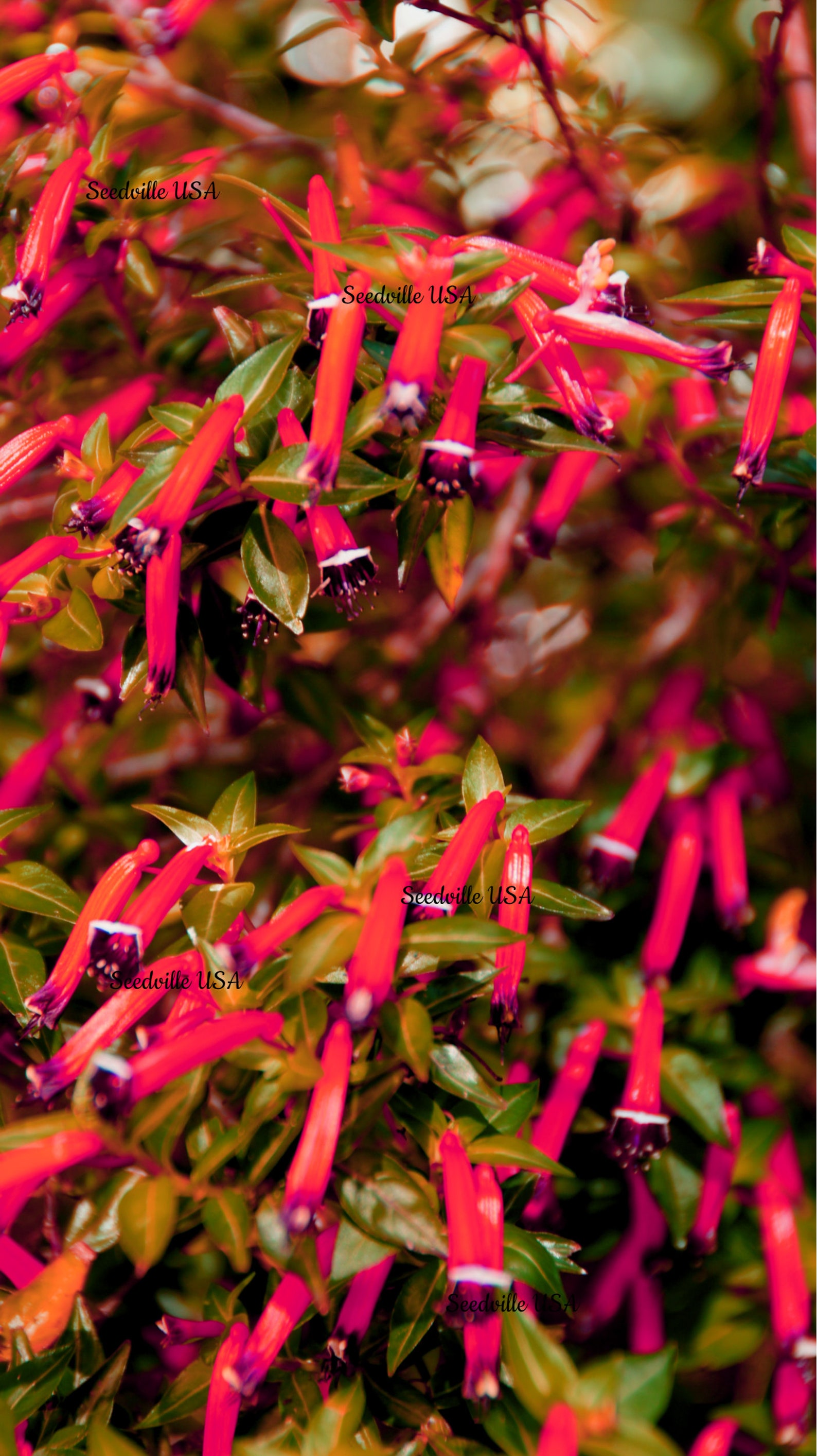10 Red CIGAR PLANT Mexican Firecracker Cuphea Ignea - Etsy