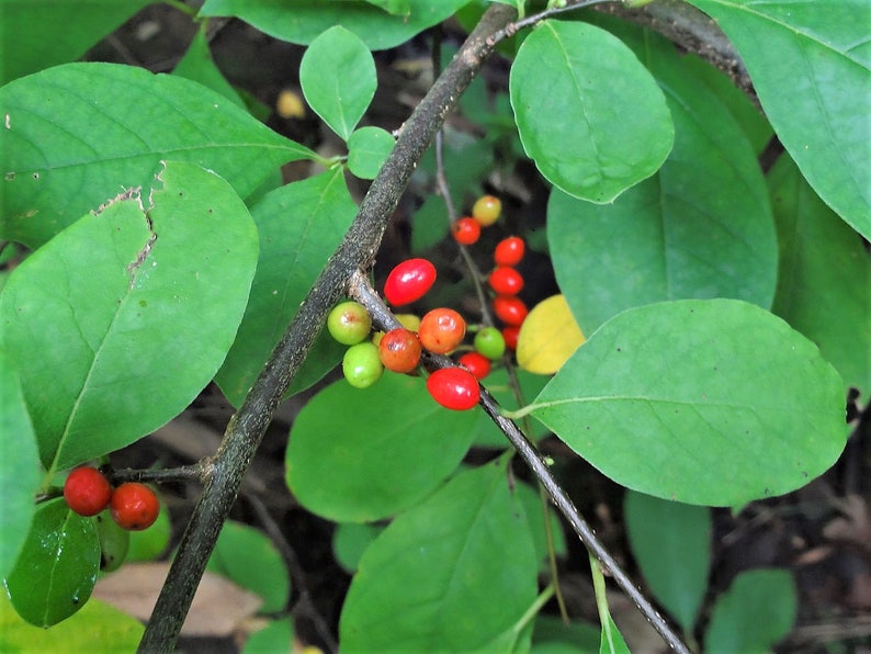 10 SPICEBUSH Wild Allspice Lindera Benzoin Northern Spice Bush - Etsy