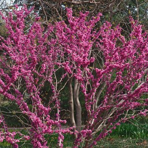 40 CHINESE REDBUD Cercis Chinensis Shrub Small Tree Pink Purple Flower Seeds - Etsy