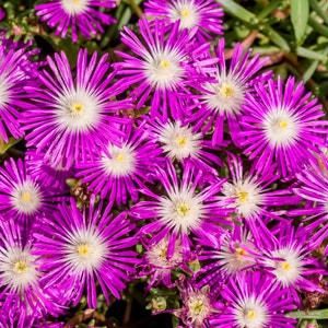 25 STARDUST ICE PLANT Mesembryanthemum Delosperma Floribunda Perennial ...