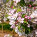 25 PARADISE APPLE Red Delicious Common Malus Pumila Domestica Fruit ...