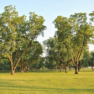 5 HARDY PECAN Tree Carya Illinoinensis King Nut Native Fruit Tree Seeds ...