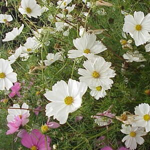 350 PURITY WHITE COSMOS Cosmos Bipinnatus Flower Seeds - Etsy