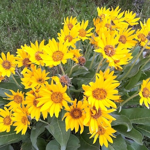 50 ARROWLEAF BALSAMROOT Oregon Sunflower Balsamorhiza Sagittata Native ...
