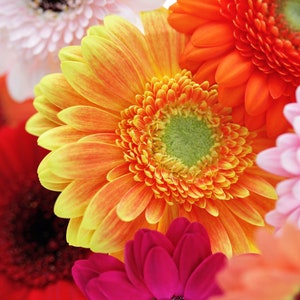 20 GERBER DAISY Mix Gerbera Jamesonii Aka Barberton or African Daisy ...