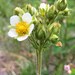 50 PRAIRIE CINQUEFOIL Tall Potentilla Drymocallis Arguta White Pale ...