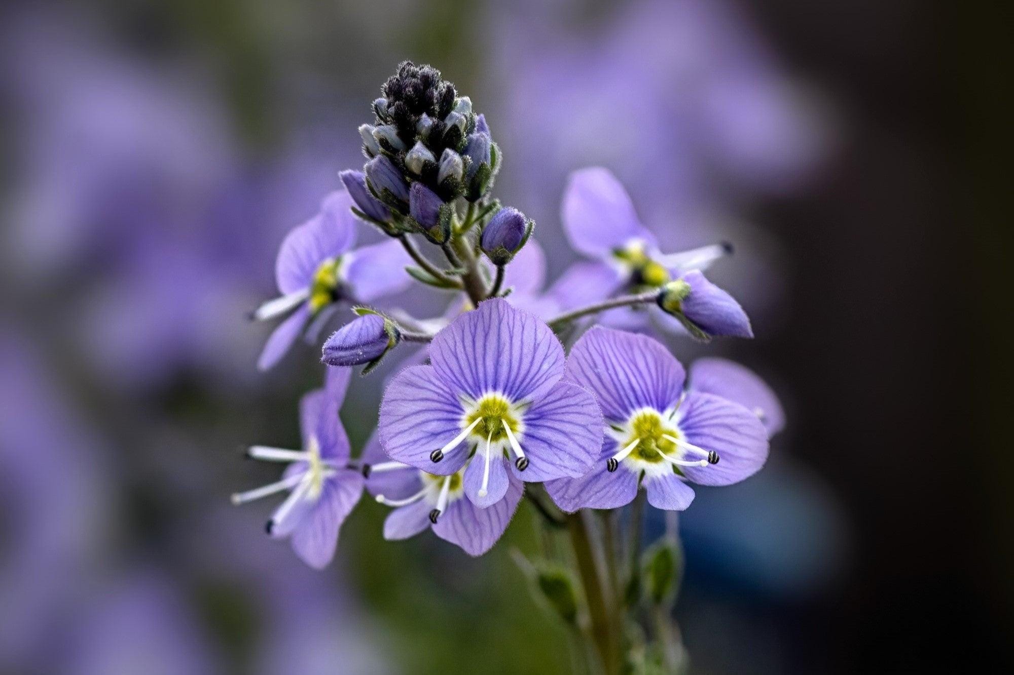25 BLUE STREAK SPEEDWELL Veronica Gentianoides Flower Seeds - Etsy