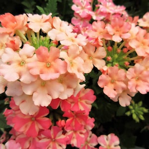 50 Dwarf APRICOT VERBENA Nana Compacta Fragrant Butterfly Flower Seeds ...