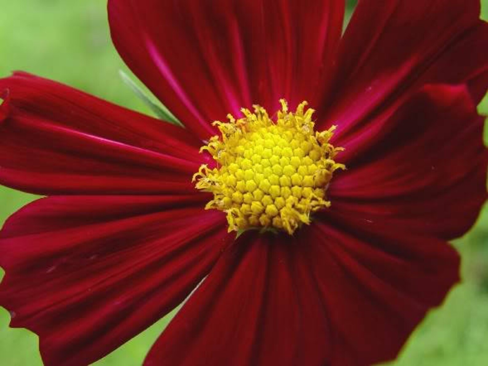 300 RED COSMOS DAZZLER Cosmos Bipinnatus Flower Seeds | Etsy