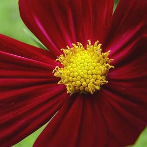 300 RED COSMOS DAZZLER Cosmos Bipinnatus Flower Seeds - Etsy