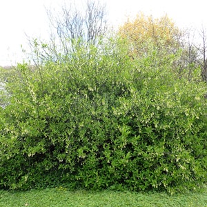 15 INDIAN PLUM Osoberry Oregon Oso Berry Oemleria Cerasiformis Fruit ...