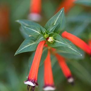 10 Red CIGAR PLANT Mexican Firecracker Cuphea Ignea - Etsy