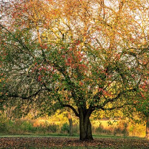5 HARDY PECAN Tree Carya Illinoinensis King Nut Native Fruit Tree Seeds ...