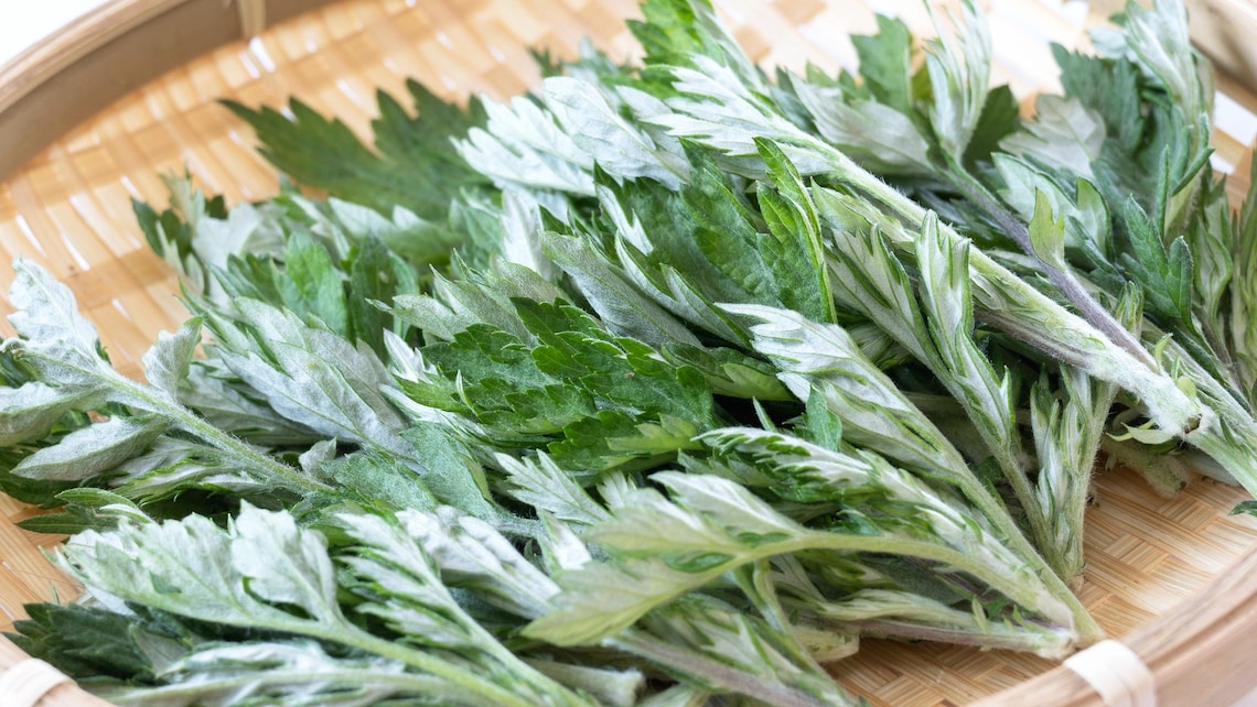 1000 JAPANESE MUGWORT Artemisia Princeps Korean Wormwood Yomagi Herb ...