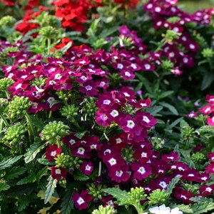 100 MIXED COLORS VERBENA Hybrida Compacta Flower Seeds - Etsy