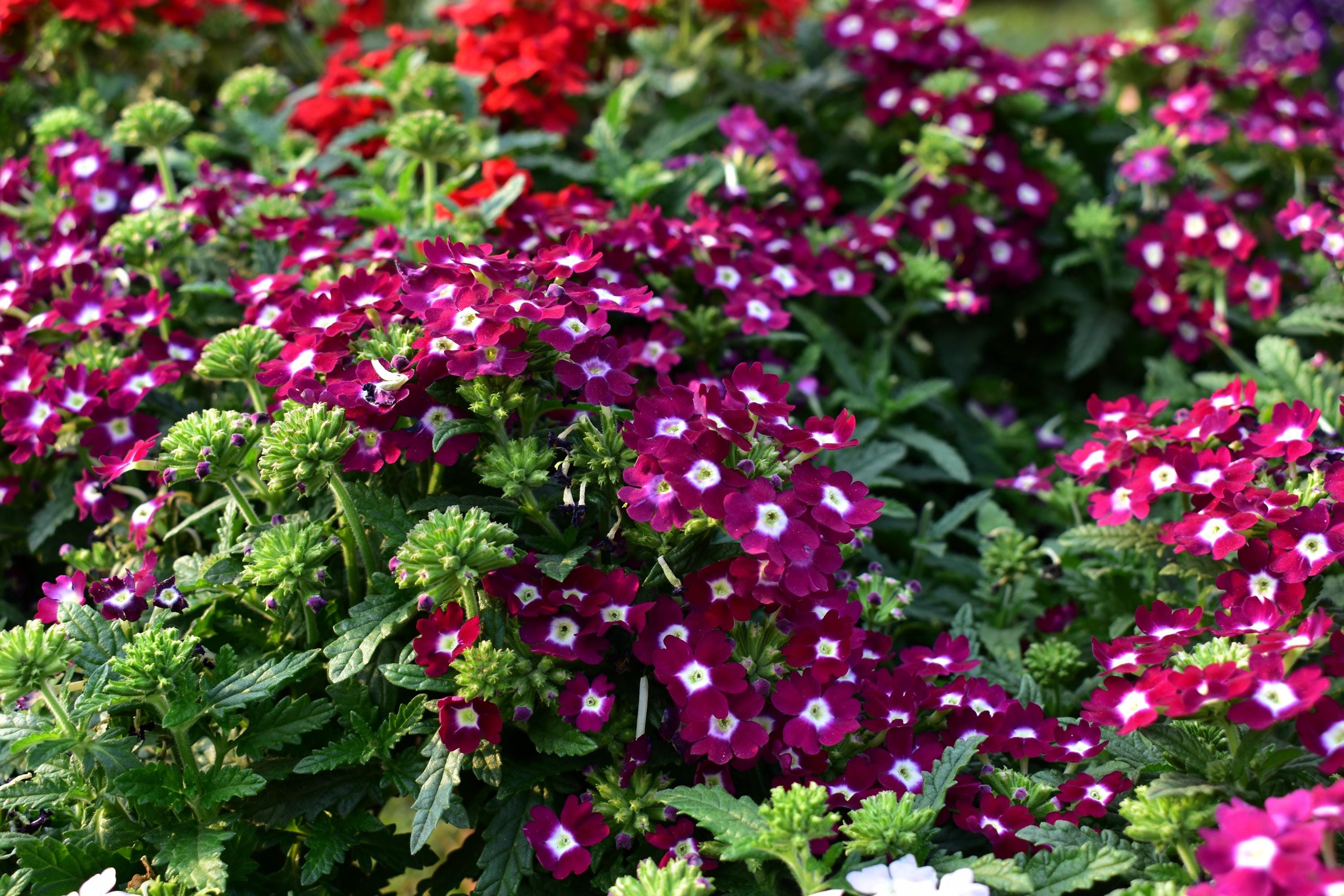 100 MIXED COLORS VERBENA Hybrida Compacta Flower Seeds - Etsy