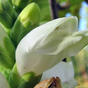 50 WHITE TURTLEHEAD Chelone Glabra Flower Seeds | Etsy Canada