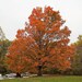 25 SUGAR MAPLE Syrup TREE Native Rock Fall Color Acer - Etsy