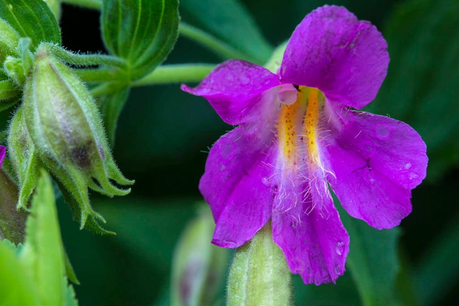 250 PURPLE MONKEY FLOWER Mimulus Ringens Seeds flat Shipping | Etsy