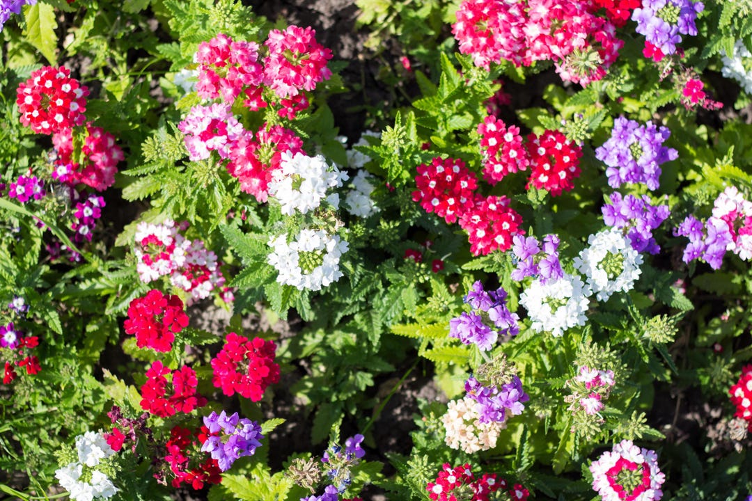 100 MIXED COLORS VERBENA Hybrida Compacta Flower Seeds - Etsy