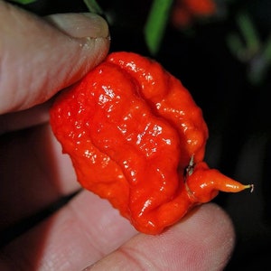 10 Red CAROLINA REAPER PEPPER World's Hottest Capsicum - Etsy