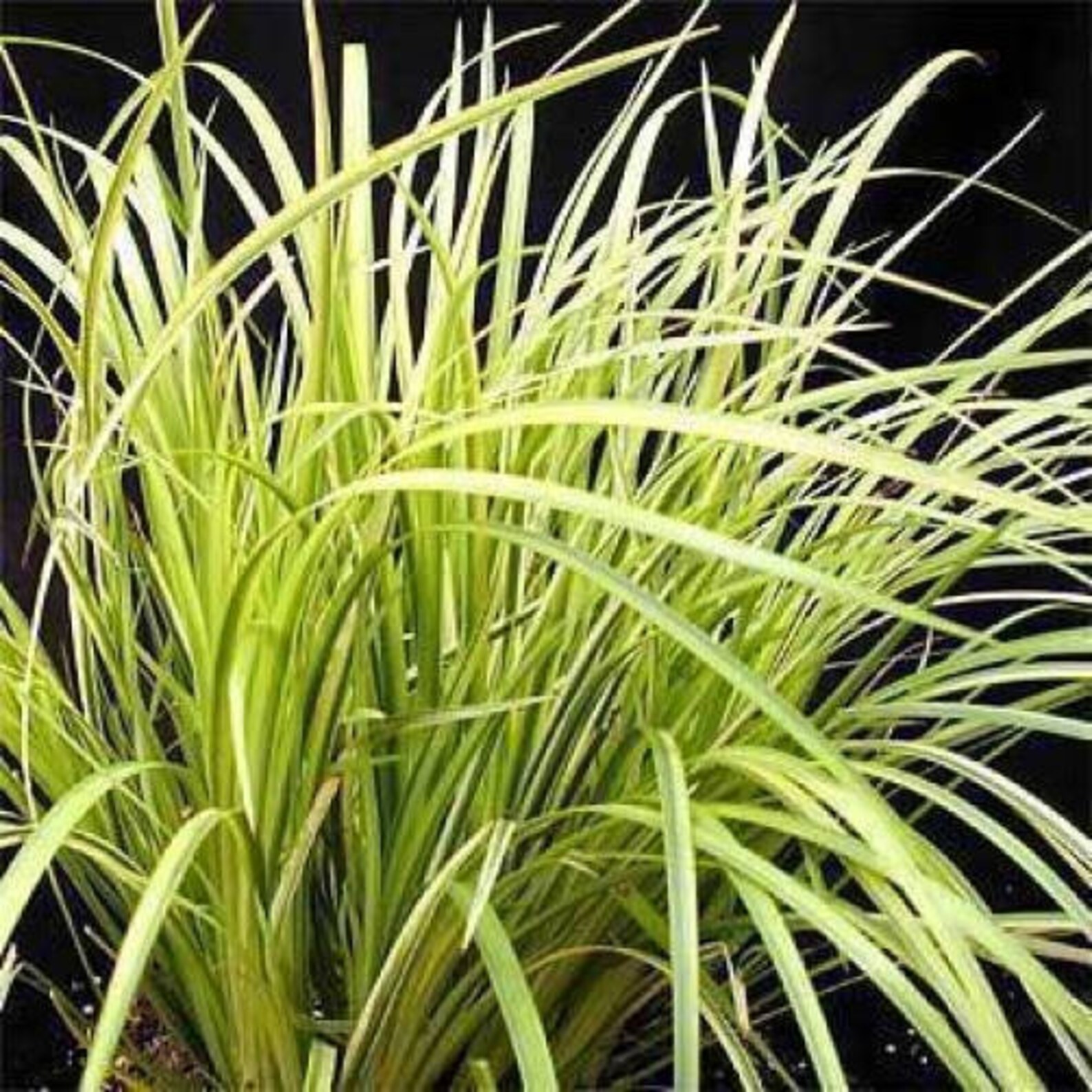 250 Sweet Flag Grass Wetland Pond Acorus Calamus Ornamental Etsy