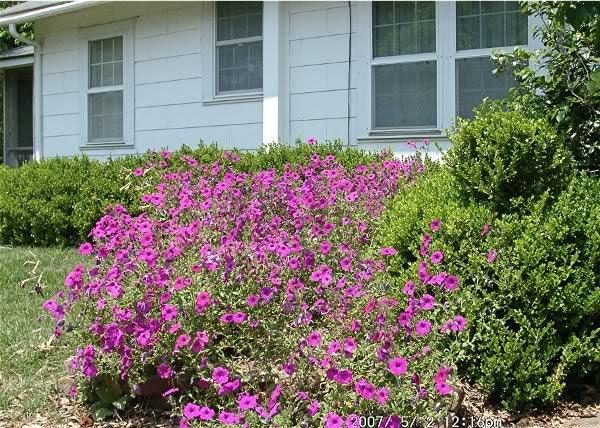 200 Pink LAURA BUSH PETUNIA Violacea Perennial Frilled Trumpet Flower ...